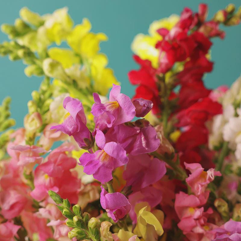Snapdragon Rocket Mix – Garden Bloom Seeds